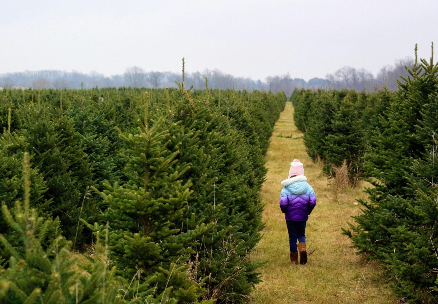 Best Christmas Tree Farms Near Sacramento (2025) - Sactown Supermom